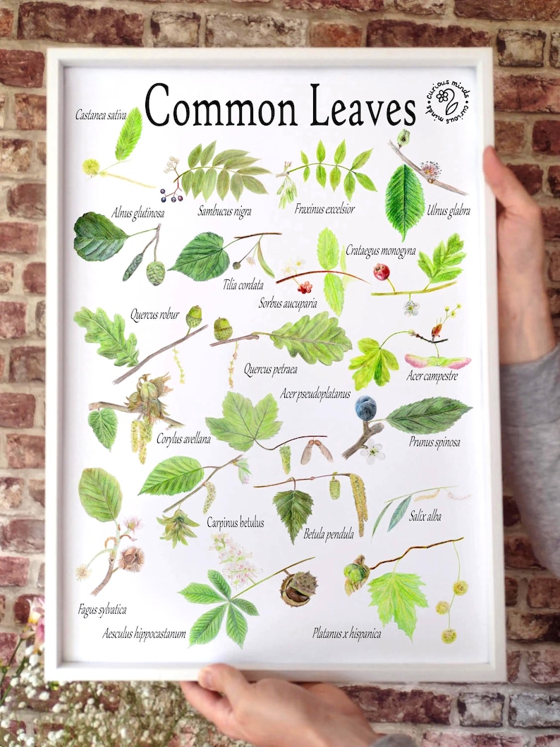 British Tree Leaf Identification Poster: Forest School Nature Resource ...