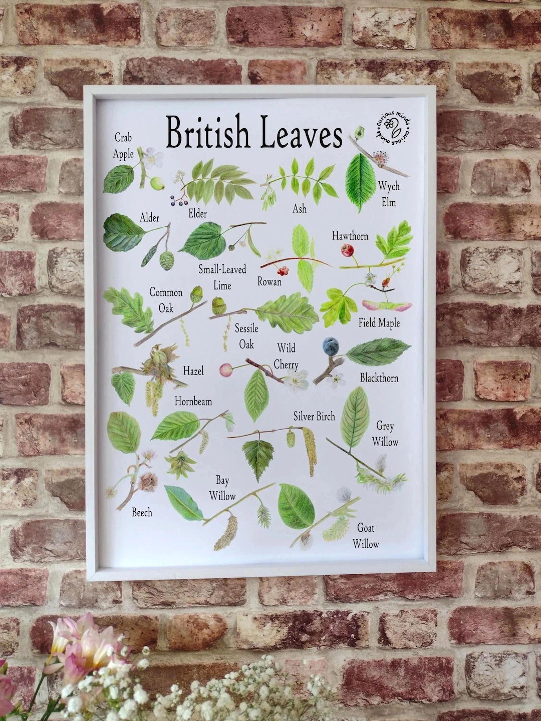 A2 Leaf Poster, Common Names, British Trees Identification Chart ...