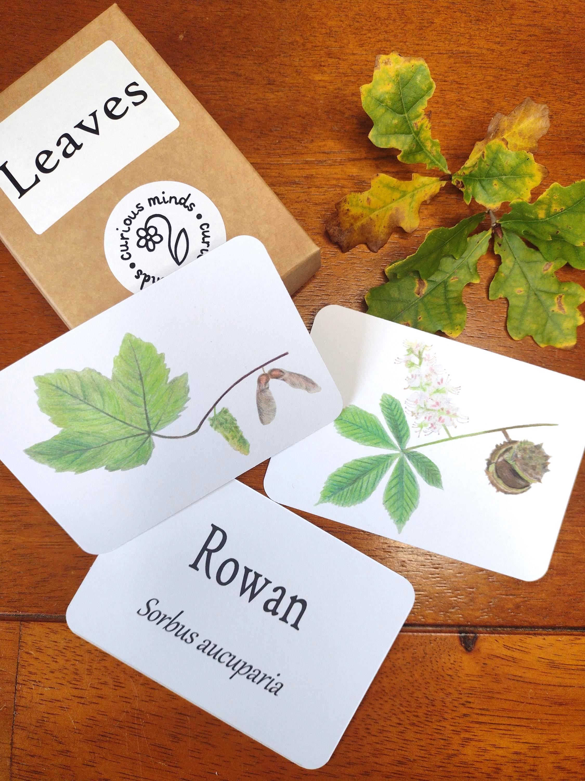 British Tree Identification Flashcards: Nature Education, Forest School ...