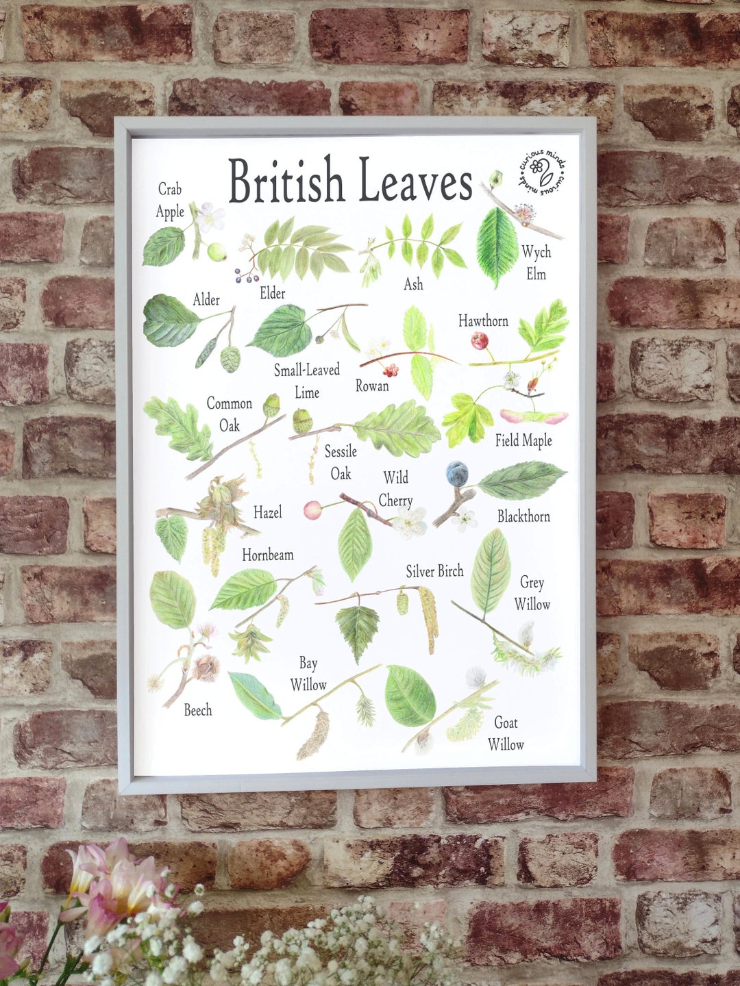 Native Leaves of Britain A2 Poster, Common Names, British Trees ...