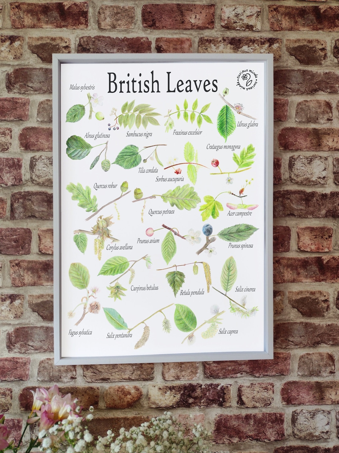 Native Leaves of Britain A2 Poster, Scientific Names, British Trees ...