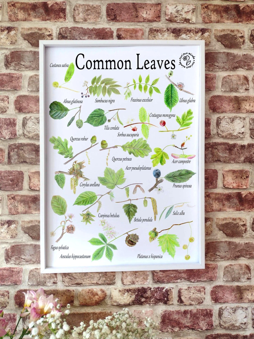 A2 Leaf Poster, Scientific Names, British Trees Identification Chart ...