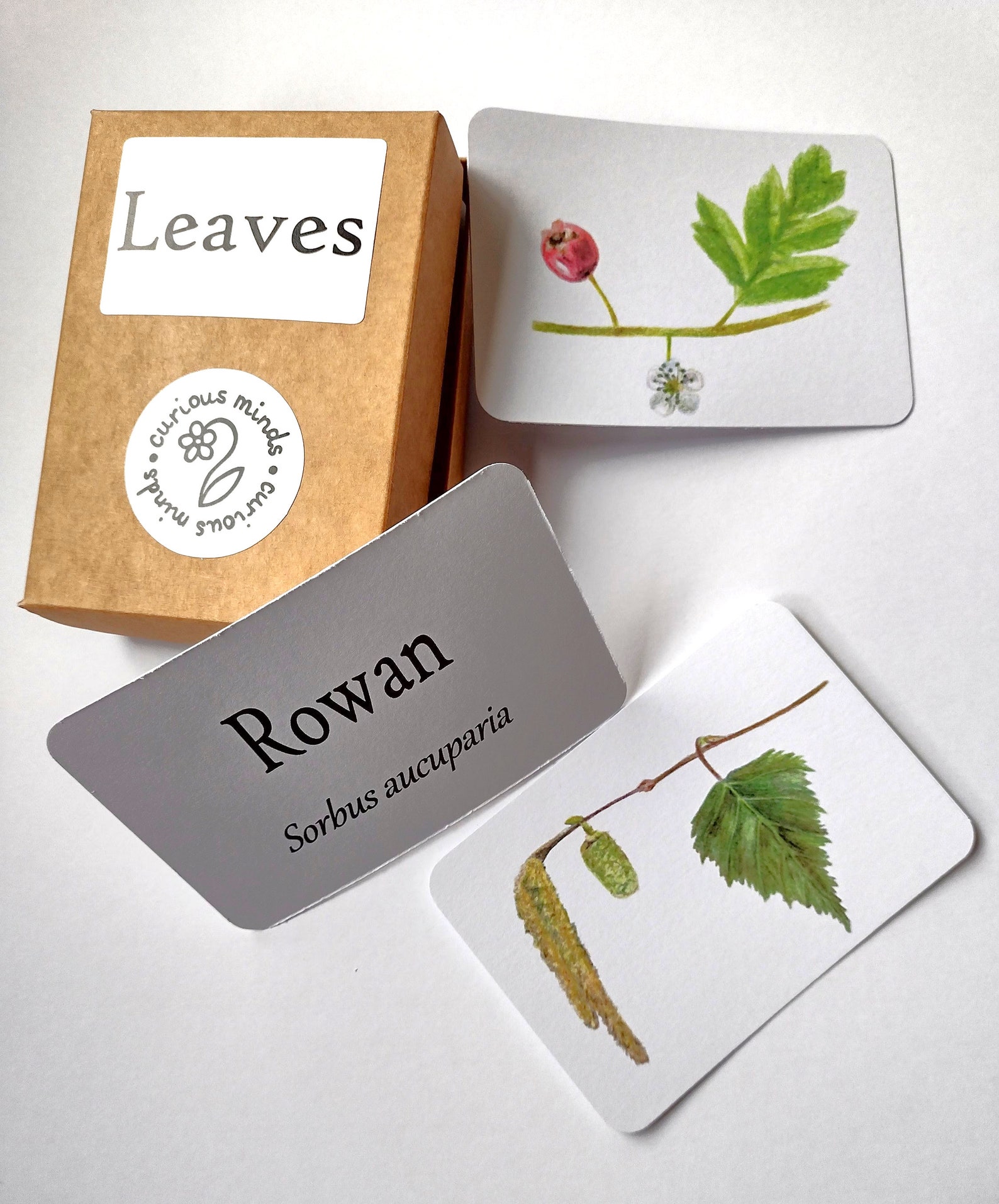British Tree Identification Flashcards: Nature Education, Forest School ...