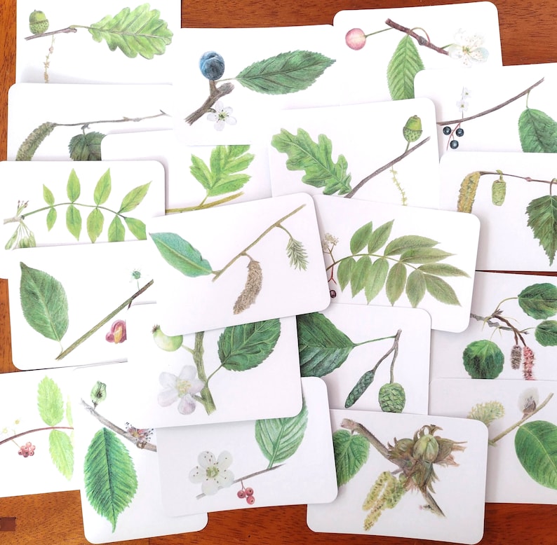 British Tree Leaf Identification Cards: Forest School Flashcards - Etsy