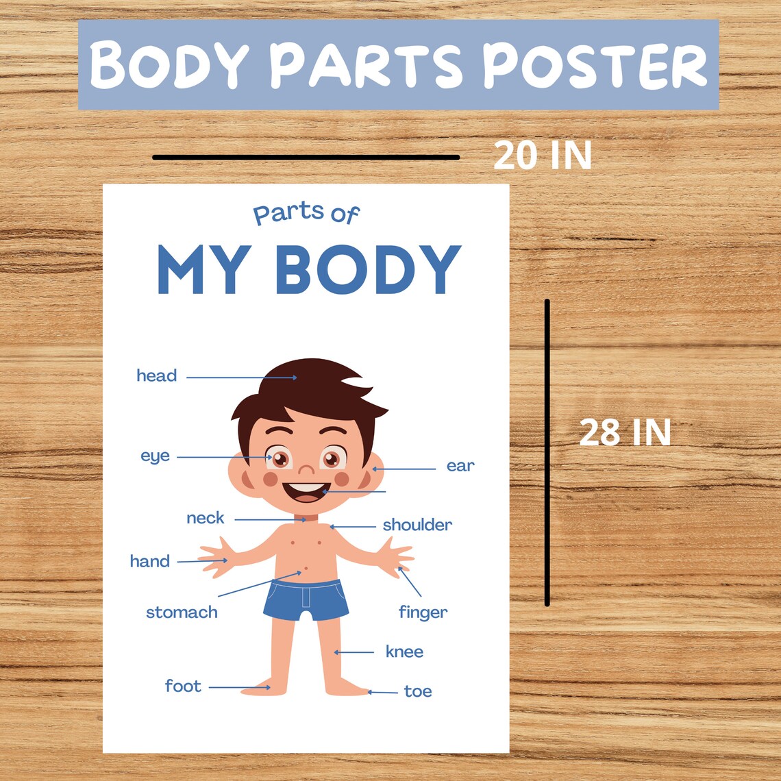 Body Parts Flashcards for Kids Printable Anatomy Activities Educational ...