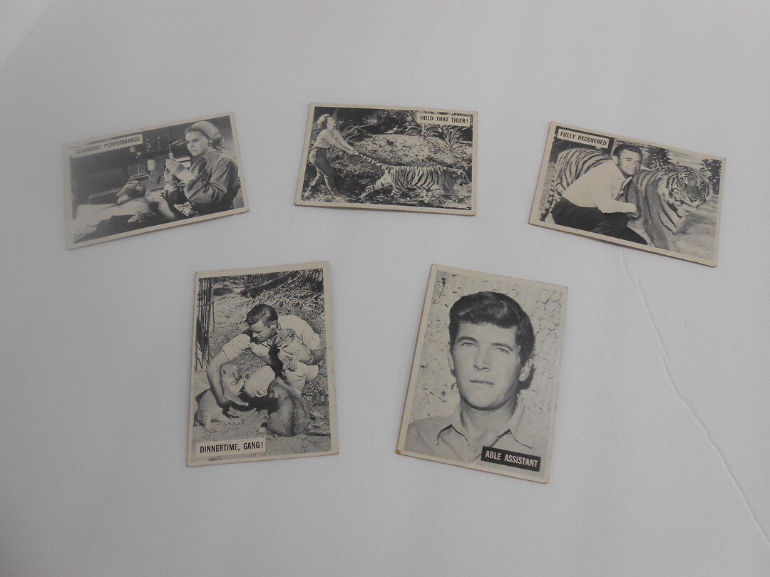 Vintage 1966 Daktari Series Collector's Cards - Lot of 5 - Ivan Tors ...