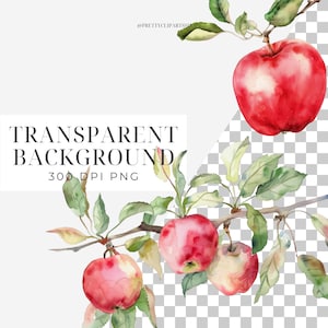 Watercolor Red Apple Clipart for Commercial Use, Transparent PNG ...