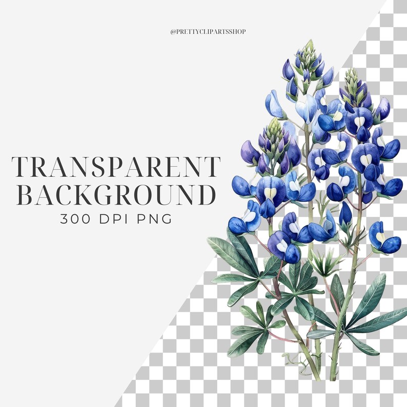 Watercolor Bluebonnet Clipart PNG Bundle for Commercial Use, Texas ...