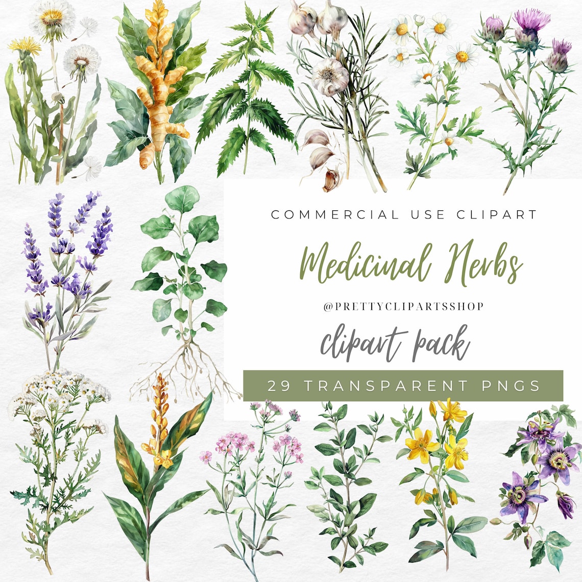 Watercolor Medicinal Herbs Clipart Bundle: Commercial Use Graphics ...