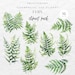 Fern Watercolor Cliparts for Commercial Use, Green Foliage Cliparts ...