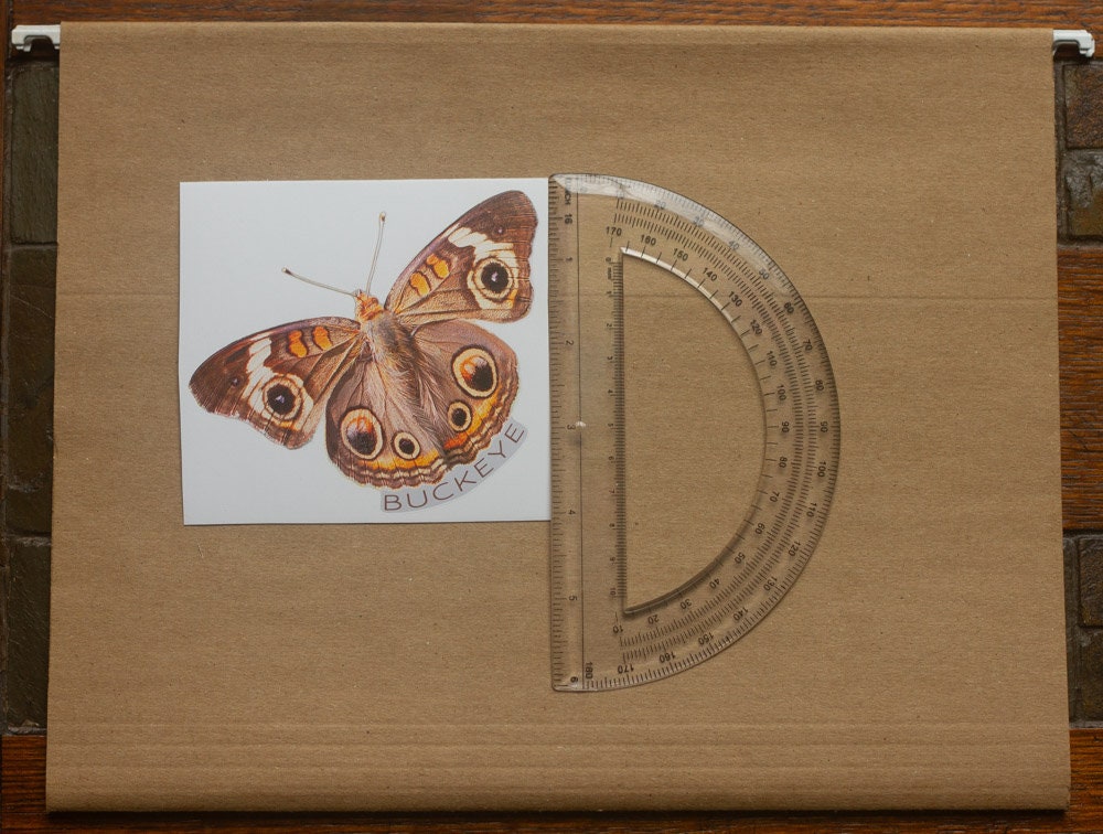 Buckeye Waterproof Sticker - Native, America, Butterfly, Wildlife ...