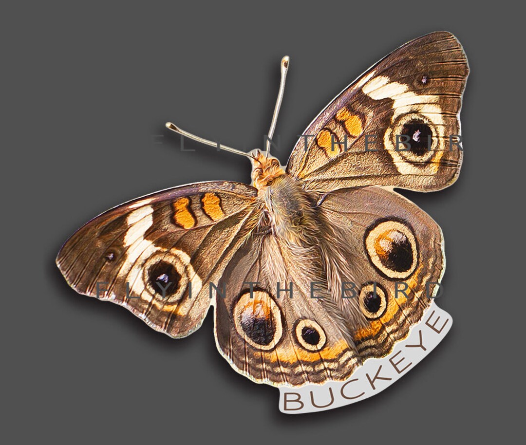 Buckeye Waterproof Sticker - Native, America, Butterfly, Wildlife ...