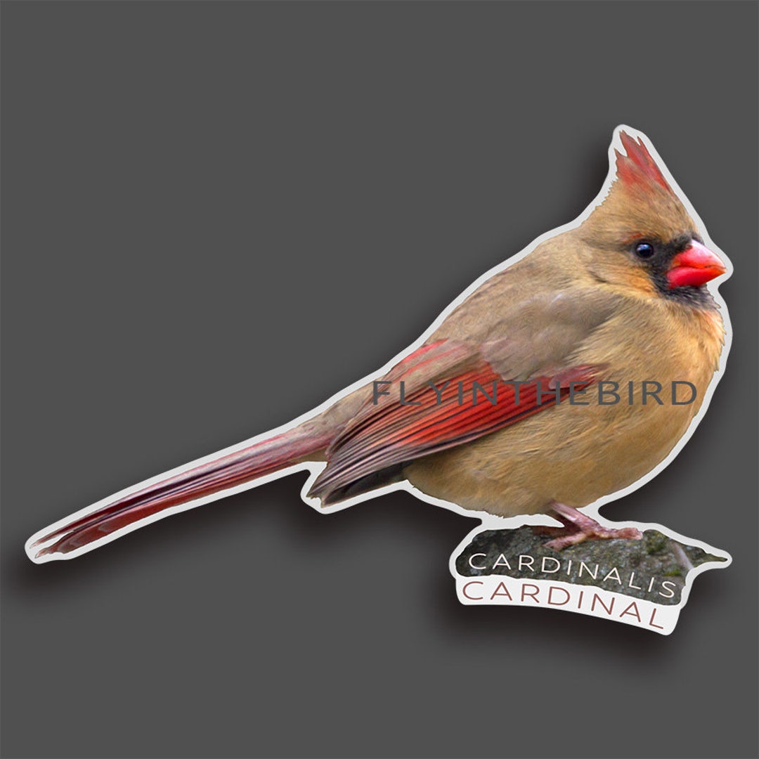 Cardinal Waterproof Sticker - Native, America, USA, Bird, Animal ...