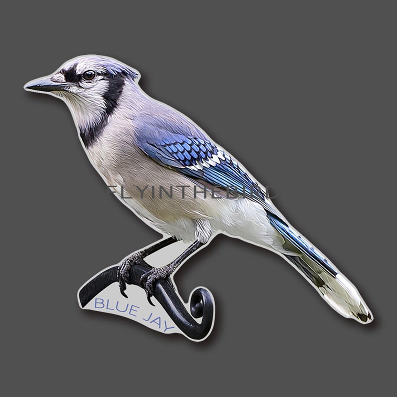 Blue Jay Waterproof Sticker - Native, America, Bird, Wildlife, Laptop ...