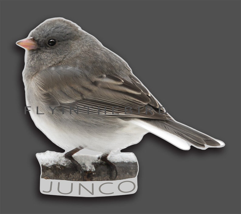 Junco Waterproof Sticker - Dark-eyed, Native, America, Bird, Wildlife ...