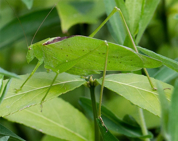 Katydid Waterproof Sticker Native, America, Insect, Orthoptera ...