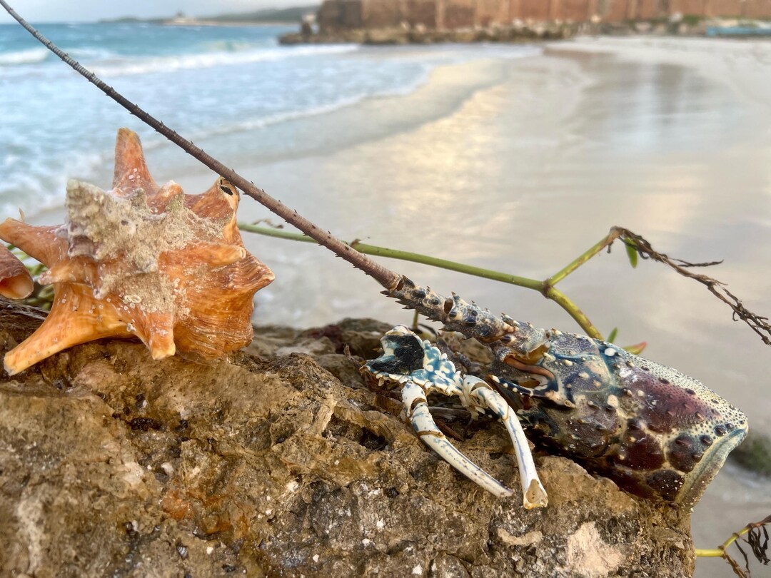 Jamaica Beach Photography Print: Seashell & Lobster (digital Download ...