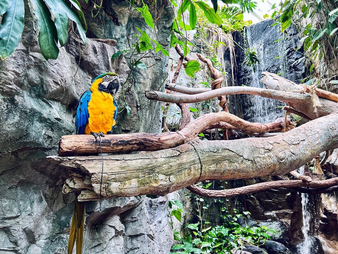 Blue and Gold Macaws Digital Download, Parrot Photography, Printable ...