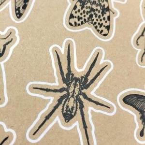 Insect Sticker Sheet on Kraft Paper | Easy Peel Bug Stickers ...