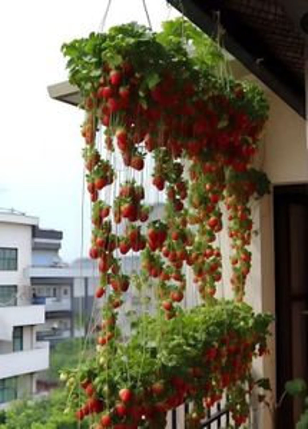 ZKST1515 Climbing Strawberries Strawberries Balcony Strawberries 10 ...