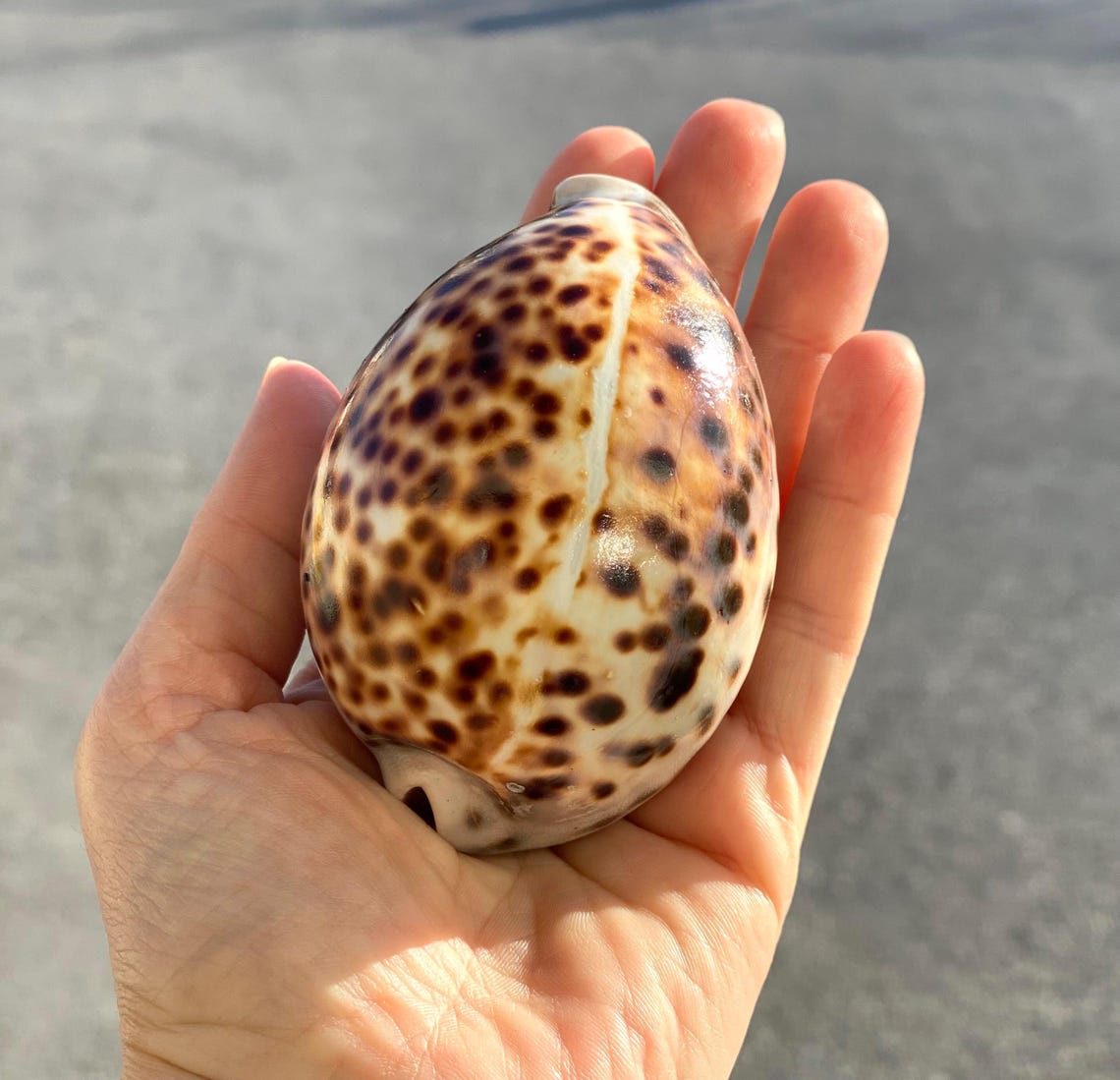 Giant Leopard Cowrie Shell. Natural, Rare Tiger Shell, Marine ...