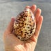 Giant Leopard Cowrie Shell. Natural, Rare Tiger Shell, Marine ...