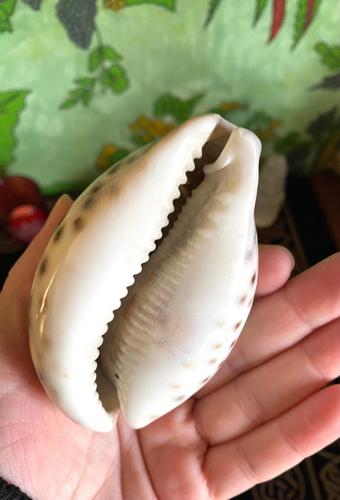 Giant Leopard Cowrie Shell. Natural, Rare Tiger Shell, Marine ...