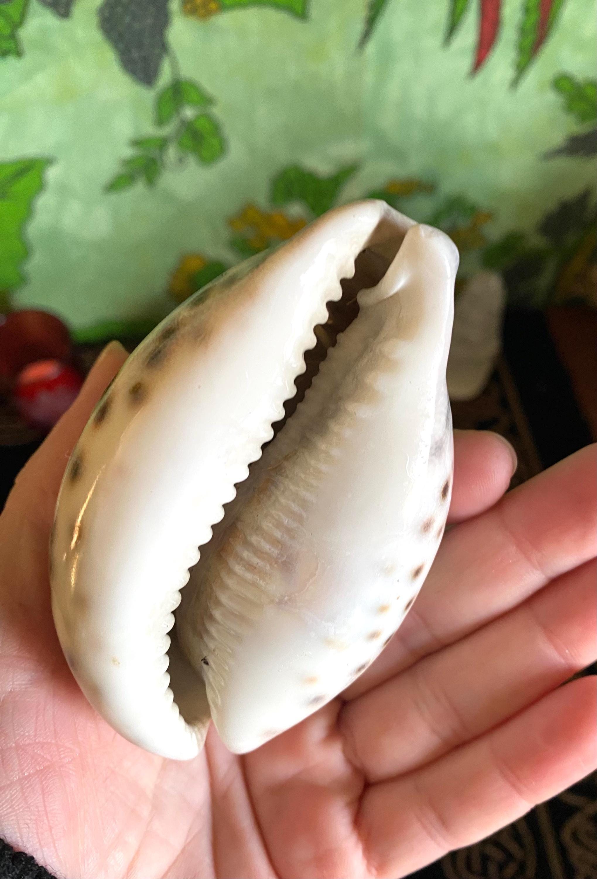 Giant Leopard Cowrie Shell. Natural, Rare Tiger Shell, Marine Decoration, Collectibles ...