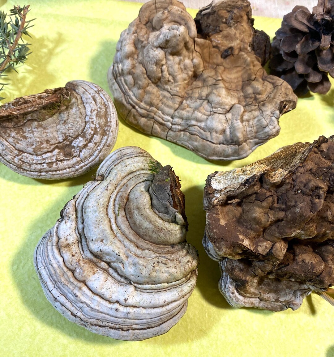 250gr+ Ganoderma Reishi Mushrooms. 4 Pcs. Whole Japanese Reishi ...