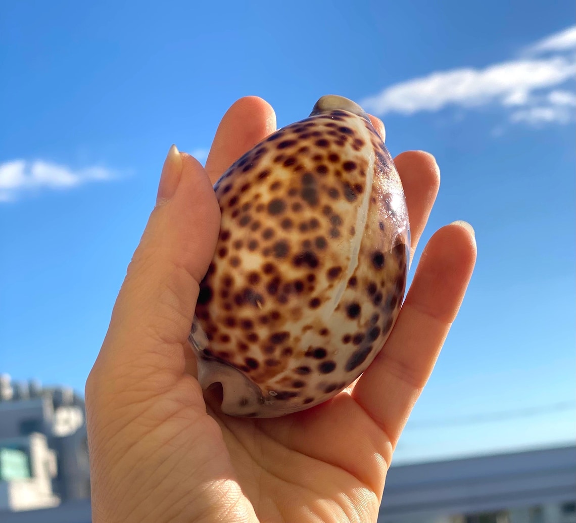Giant Leopard Cowrie Shell. Natural, Rare Tiger Shell, Marine ...