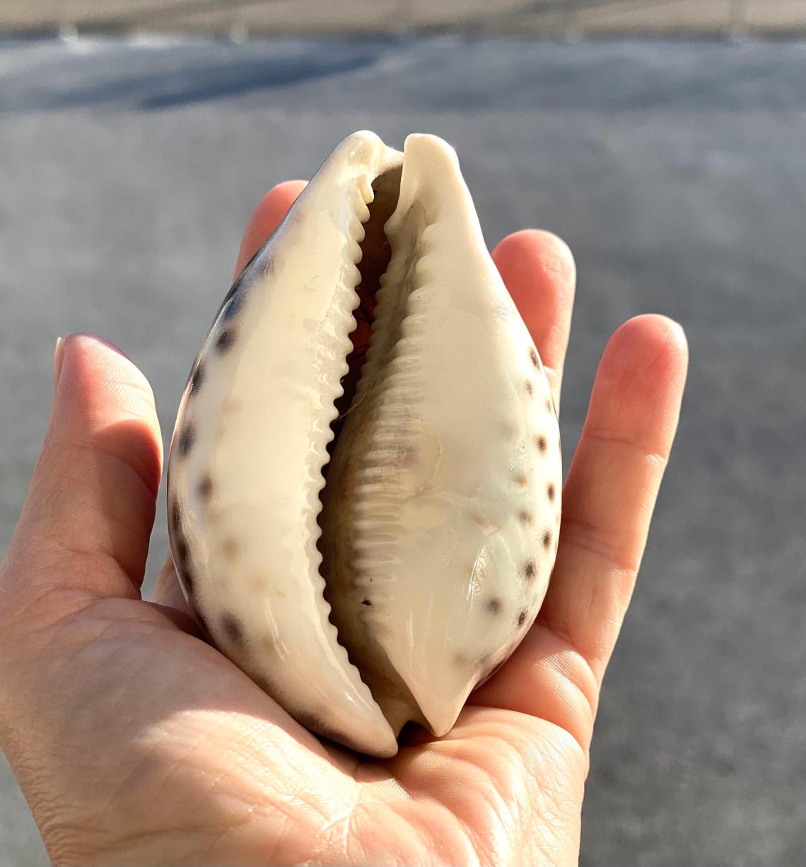 Giant Leopard Cowrie Shell. Natural, Rare Tiger Shell, Marine ...