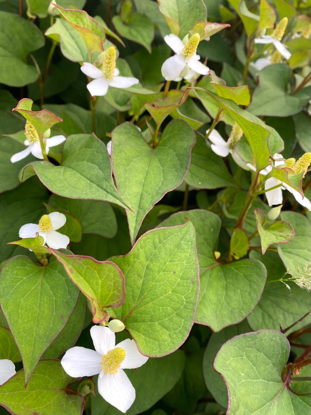 Dokudami Houttuynia Cordata. Fish Mint. High Quality, Handpicked ...