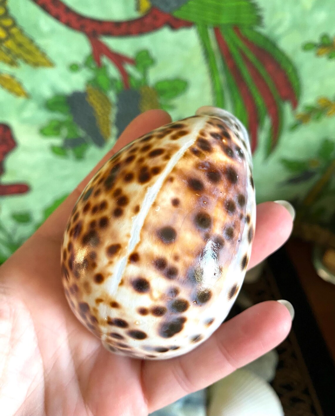 Giant Leopard Cowrie Shell. Natural, Rare Tiger Shell, Marine ...