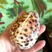 Giant Leopard Cowrie Shell. Natural, Rare Tiger Shell, Marine ...