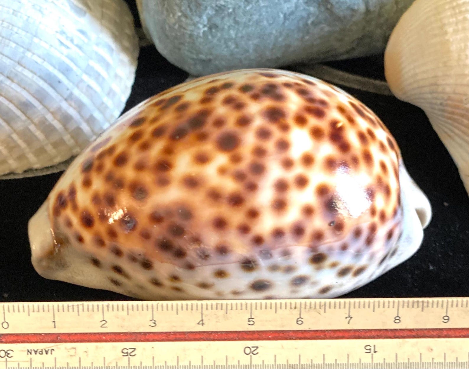 Giant Leopard Cowrie Shell. Natural, Rare Tiger Shell, Marine ...