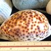 Giant Leopard Cowrie Shell. Natural, Rare Tiger Shell, Marine ...