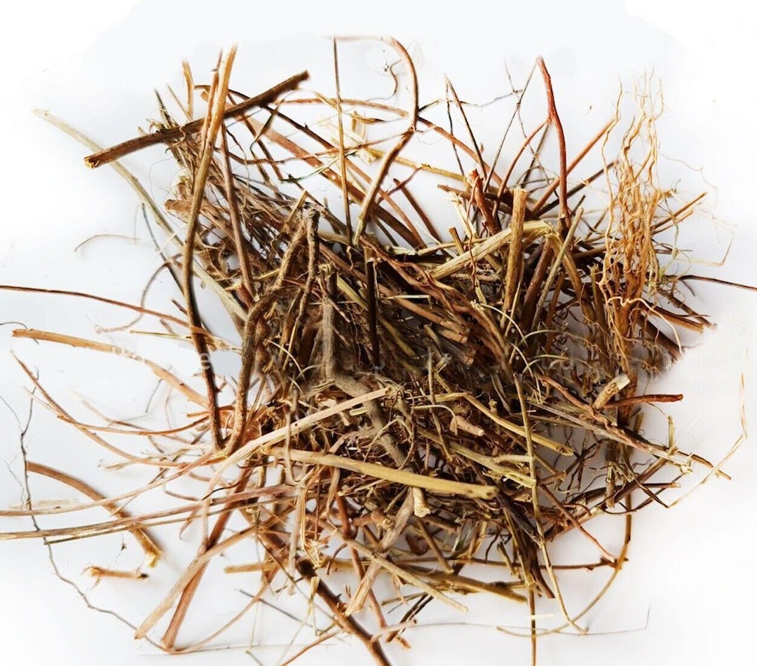 Keezharnelli, Chanka Piedra Stalk , Phyllanthus Niruri - Etsy