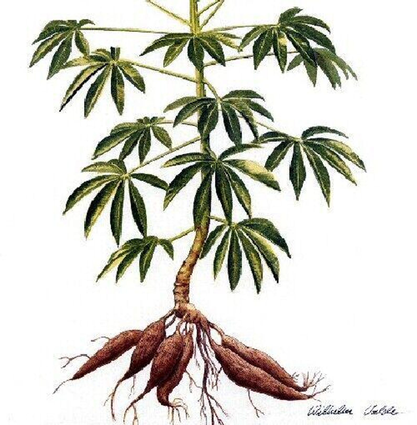 Tapioca Starch – Cassava Root Powder, Ararut, Manihot Utilissima - Etsy