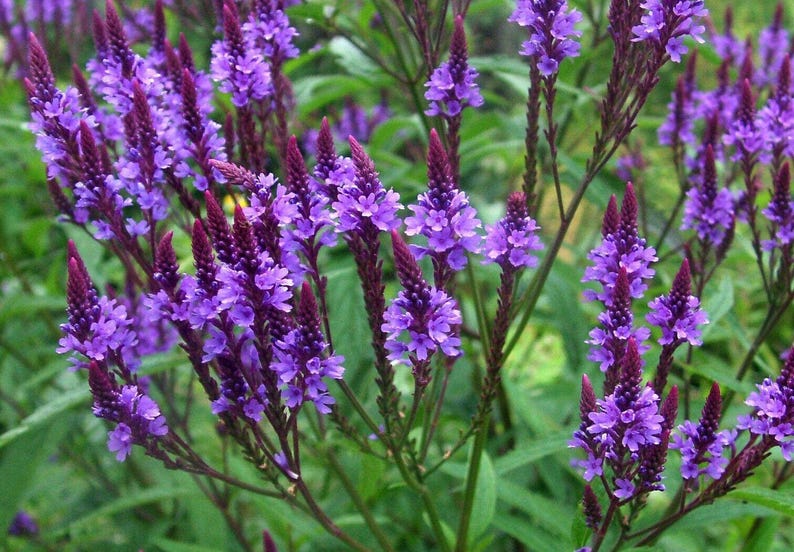 Verbena Stalk Tea Herb, Verbena Officinalis - Etsy