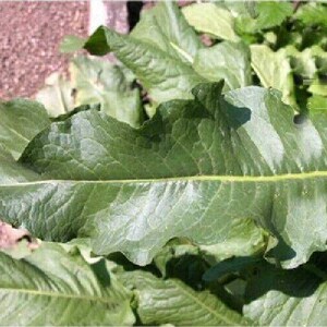 Culry Dock Wild Tea Herbal - , Lopush, Rumex Crispus - Etsy