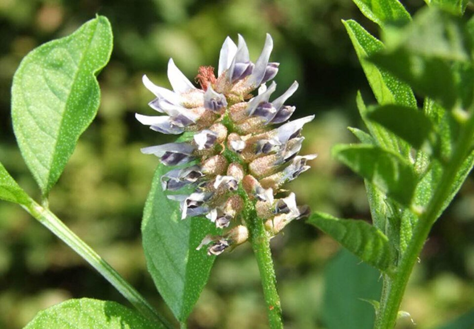 Licorice Root Cut Herbal Tea – Licorice, Glycyrrhiza Glabra - Etsy