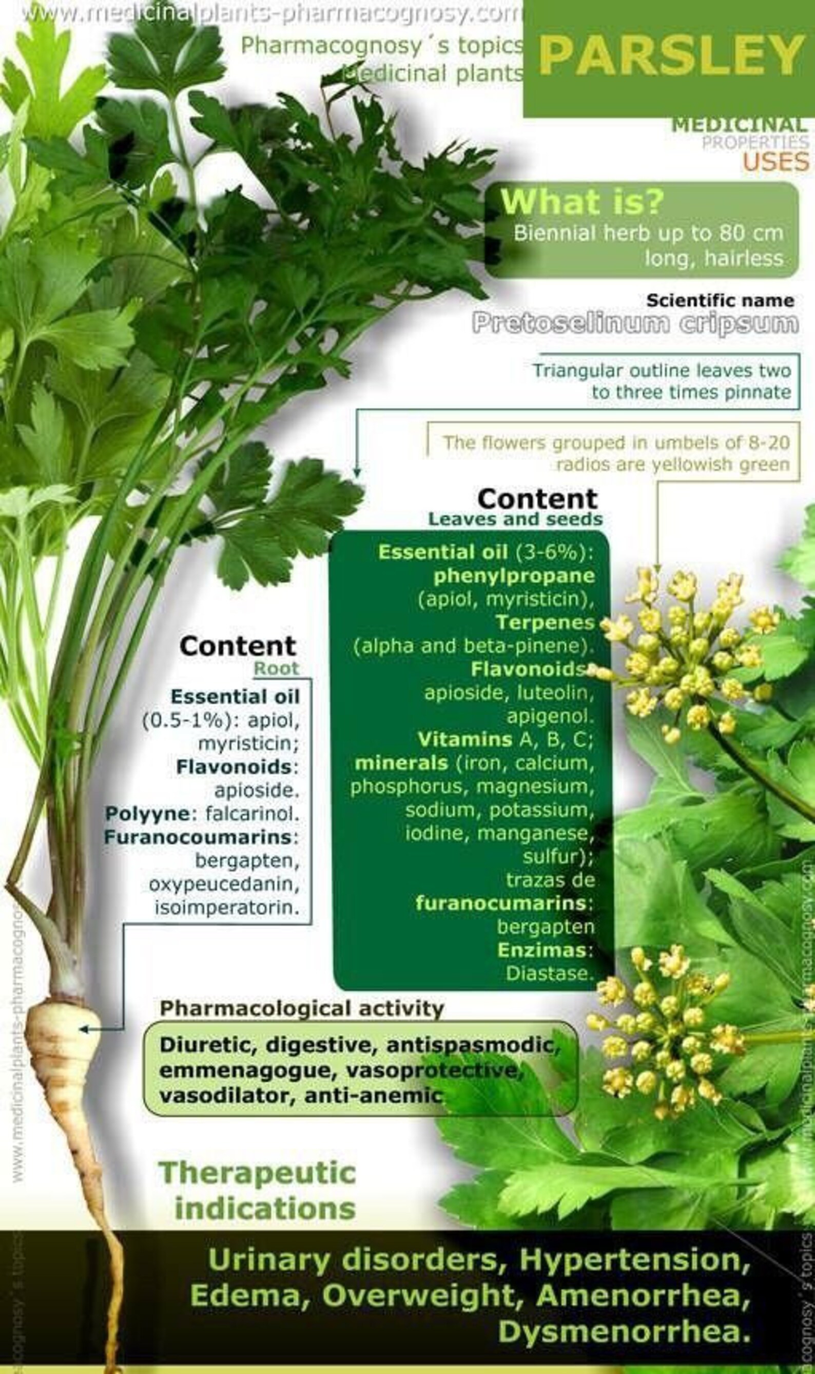 Parsley Leaf – Merudia, for Inflammation and Kidney Stones, Petroscinum ...
