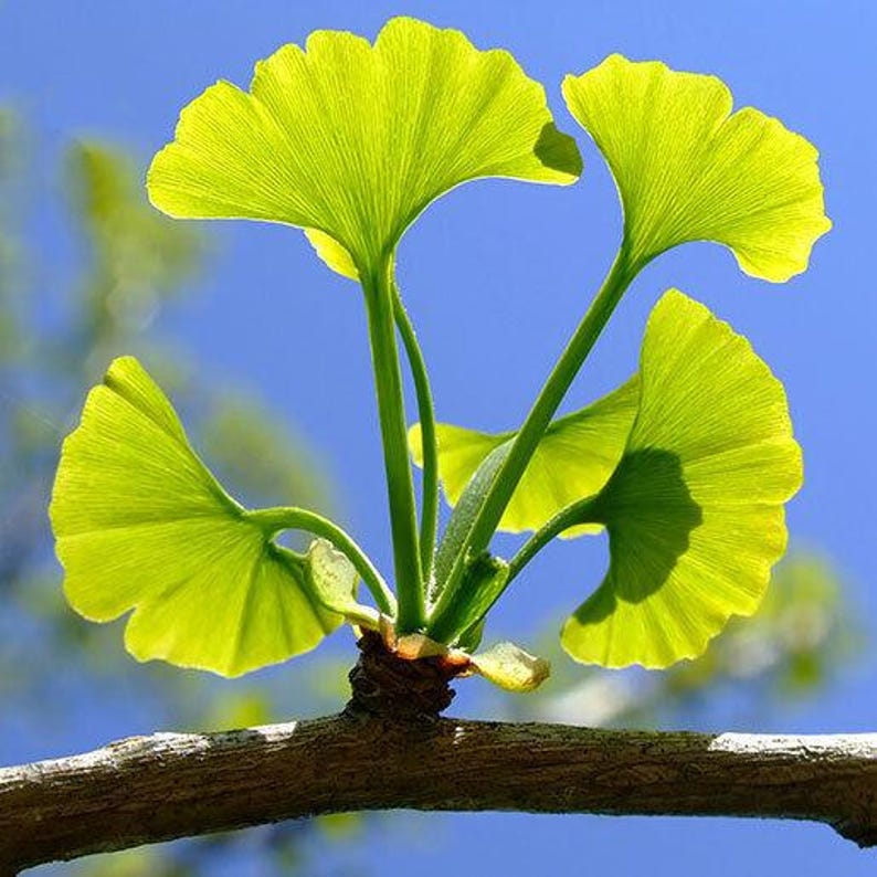 Ginkgo Biloba Leaf -herbal Tea , Ginkgo Biloba - Etsy