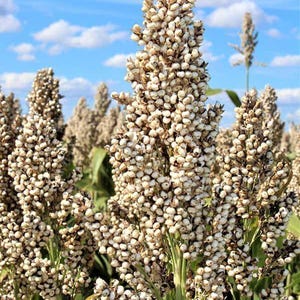 Sorghum White Unbleached Herb Tea, Seed, Bird Millet, Pigeon Sorghum - Etsy