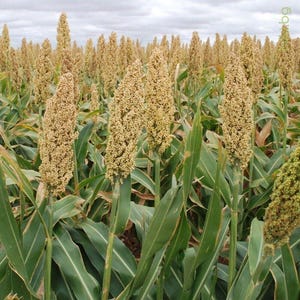 Sorghum White Unbleached Herb Tea, Seed, Bird Millet, Pigeon Sorghum - Etsy