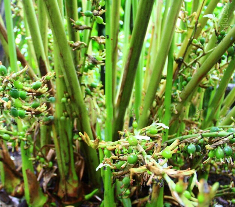 Cardamom Whole Fruit Tea Herbal, Elettaria Cardamomum - Etsy