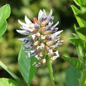 Licorice Root Cut Herbal Tea – Licorice, Glycyrrhiza Glabra - Etsy
