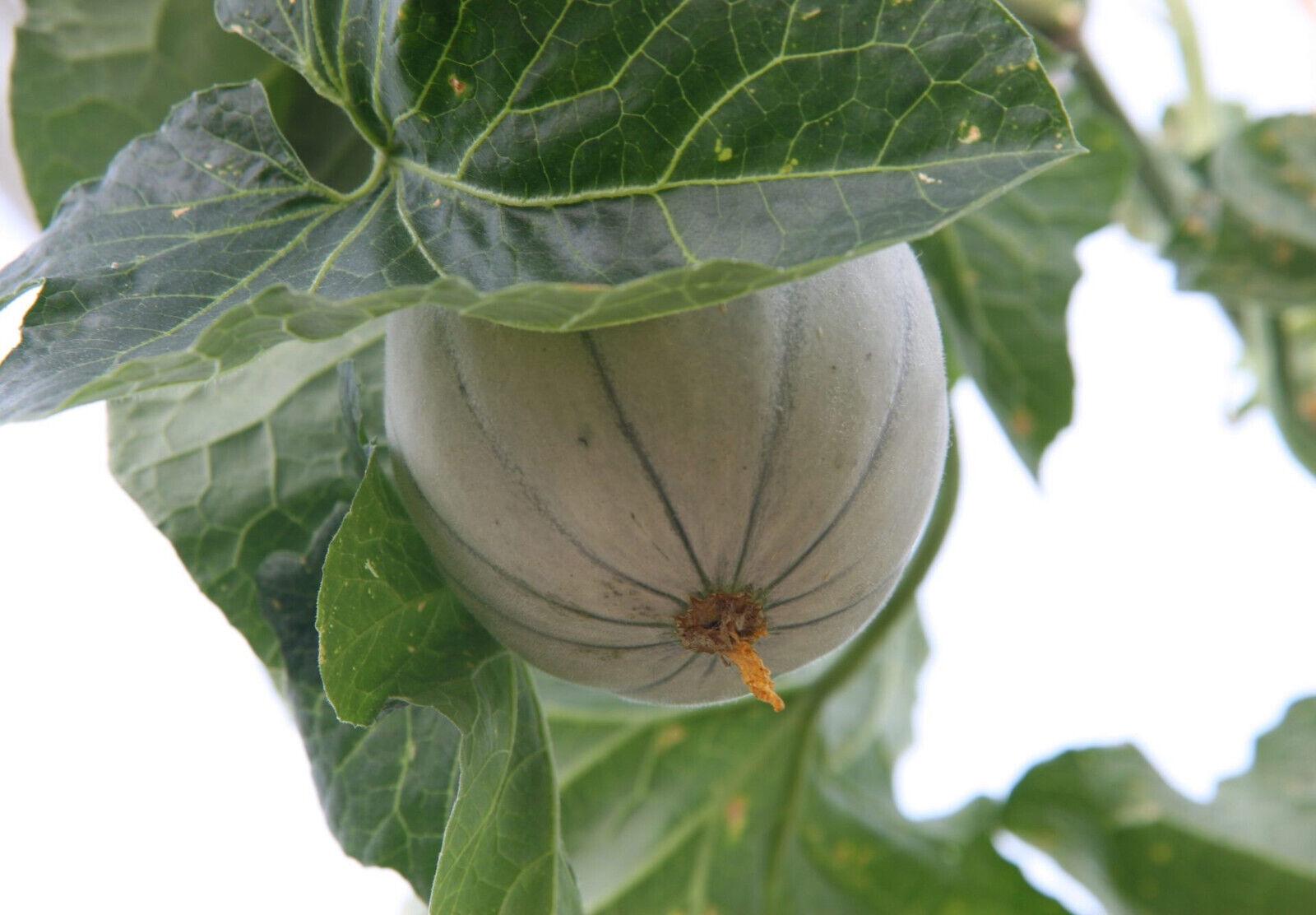 Melon Seed, Herb Tea ,cucumis Melo - Etsy