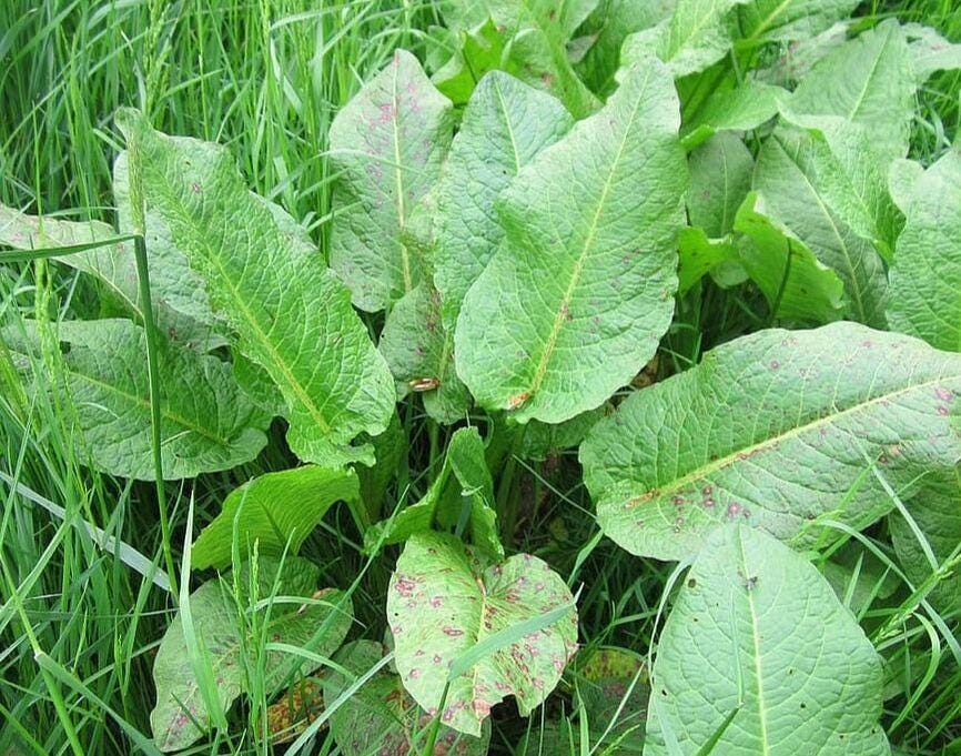 Culry Dock Wild Tea Herbal - , Lopush, Rumex Crispus - Etsy