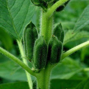 Black Sesame Seed , Sesamum Indicum - Etsy